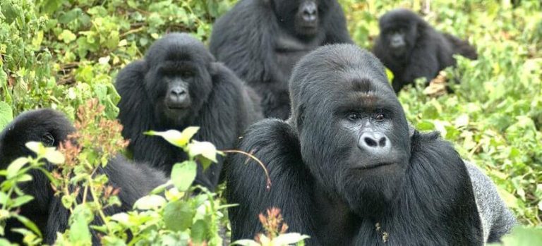 Why Gorillas form Groups | Gorilla Safaris Uganda