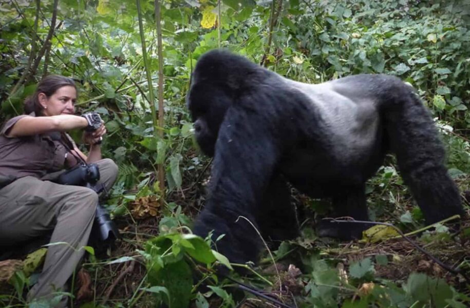 Gorilla Trekking Peak Season in Uganda | Gorilla Safaris Uganda